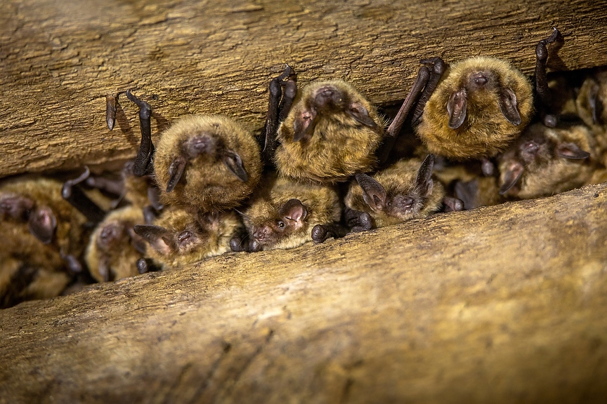 Alberta has a bat in its belfry: Counties partner with batty program ...