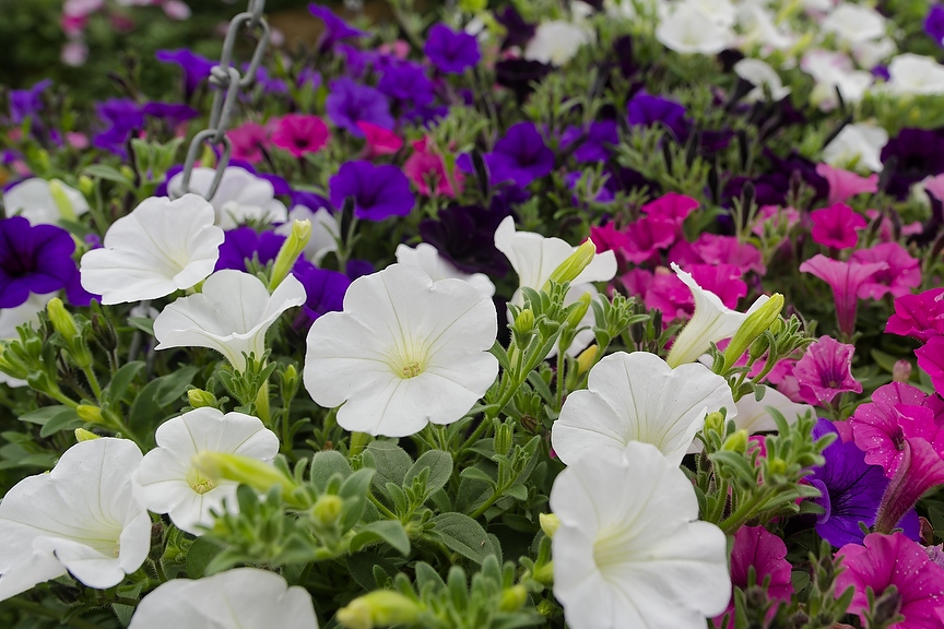 Hythe garden gets growing! - Town & Country News