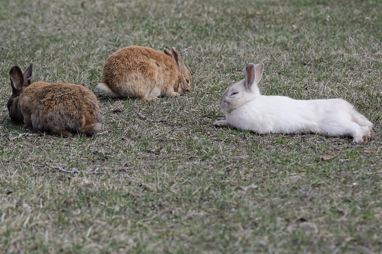 Feral rabbits more than a nuisance in Grande Prairie - Town & Country News