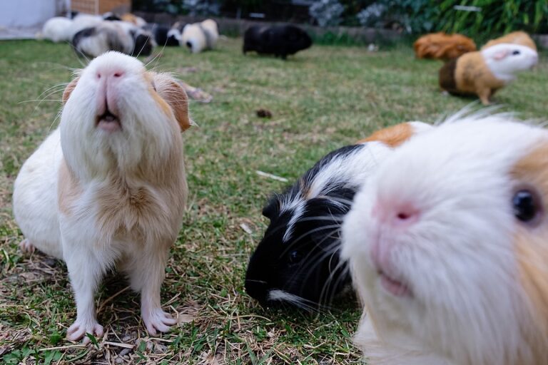 GP guinea pigs find sanctuary thanks to local man - Town & Country News
