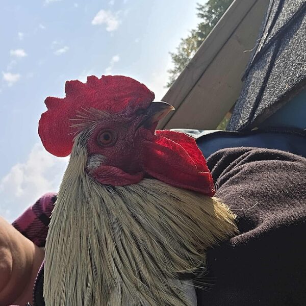 Bonnie and Cluck: Sexsmith chickens captured and relocated - Town ...